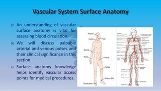 Surface Anatomy of Musculoskeletal, Vascular, and.pptx