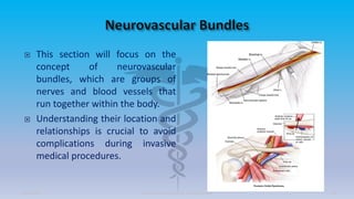 Surface Anatomy of Musculoskeletal, Vascular, and.pptx