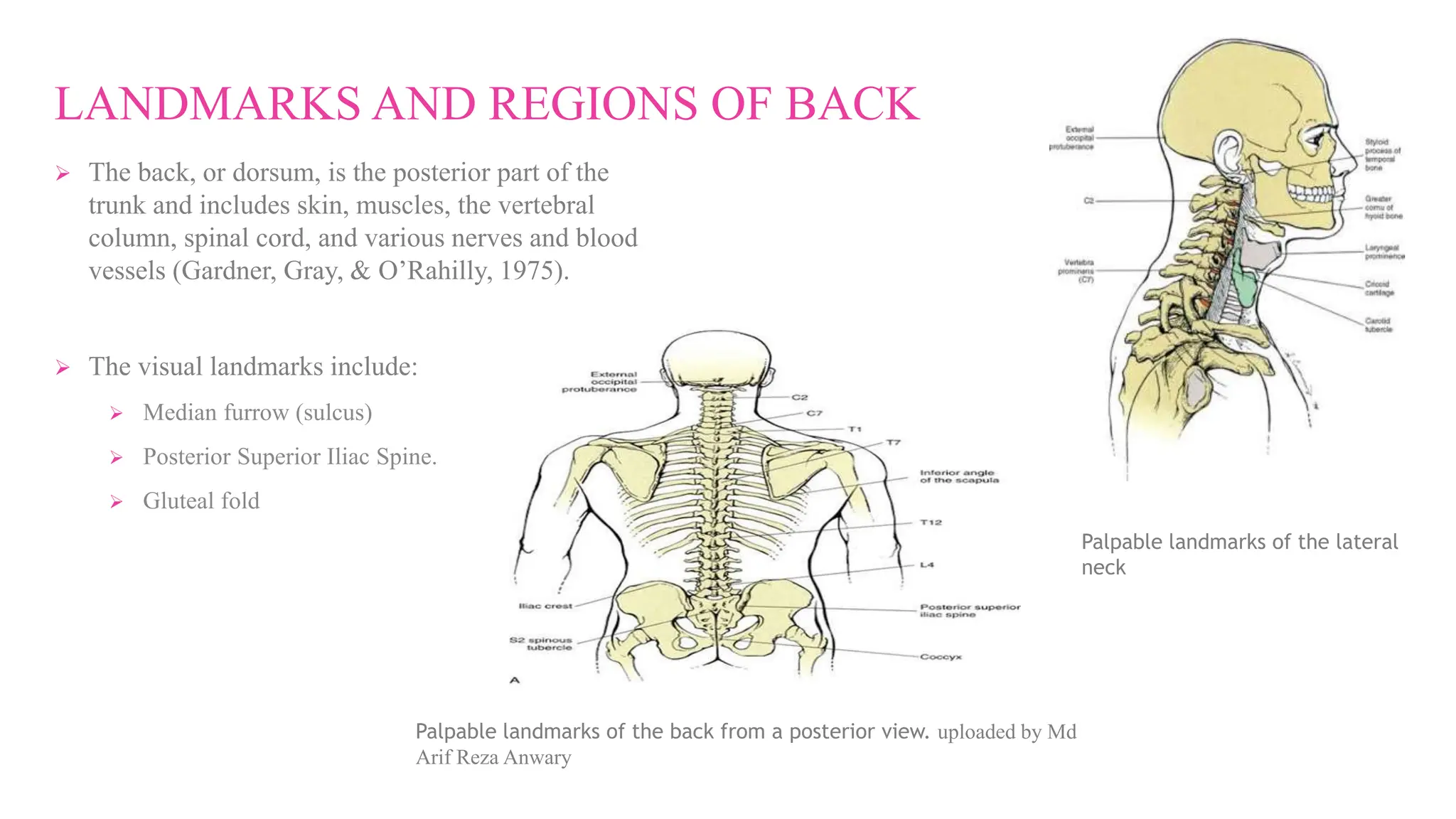 SURFACE ANATOMY OF THE BACK - GROUP 9.pptx