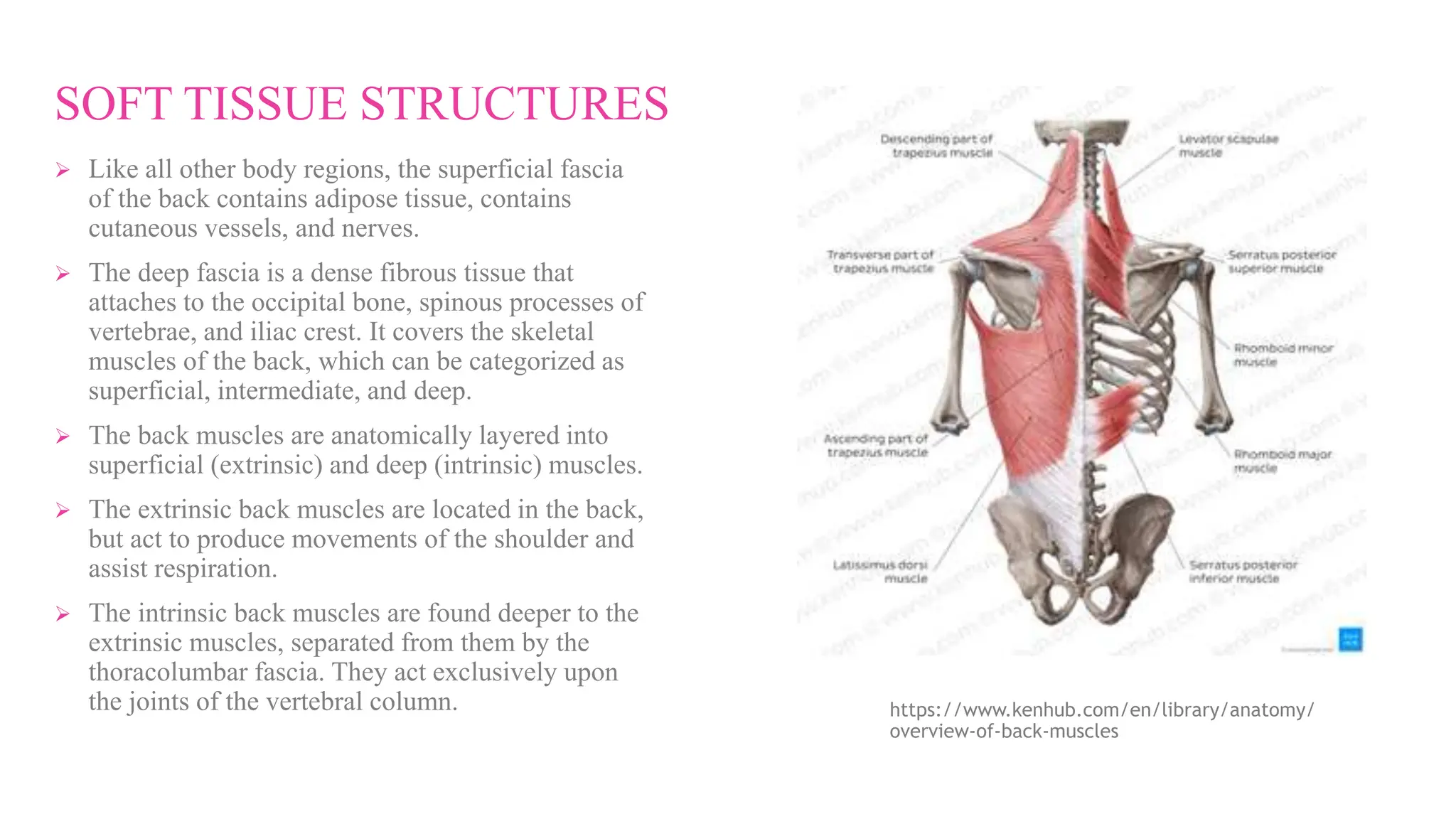 SURFACE ANATOMY OF THE BACK - GROUP 9.pptx