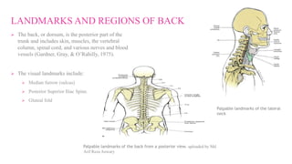 SURFACE ANATOMY OF THE BACK - GROUP 9.pptx