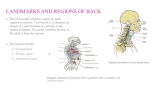SURFACE ANATOMY OF THE BACK - GROUP 9.pptx