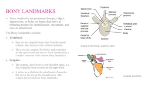 SURFACE ANATOMY OF THE BACK - GROUP 9.pptx