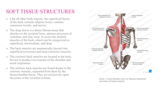 SURFACE ANATOMY OF THE BACK - GROUP 9.pptx