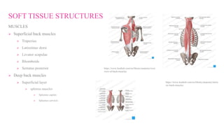 SURFACE ANATOMY OF THE BACK - GROUP 9.pptx