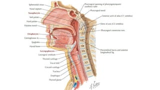 Normal Surface Anatomy of The Chest.pptx