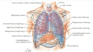 Normal Surface Anatomy of The Chest.pptx