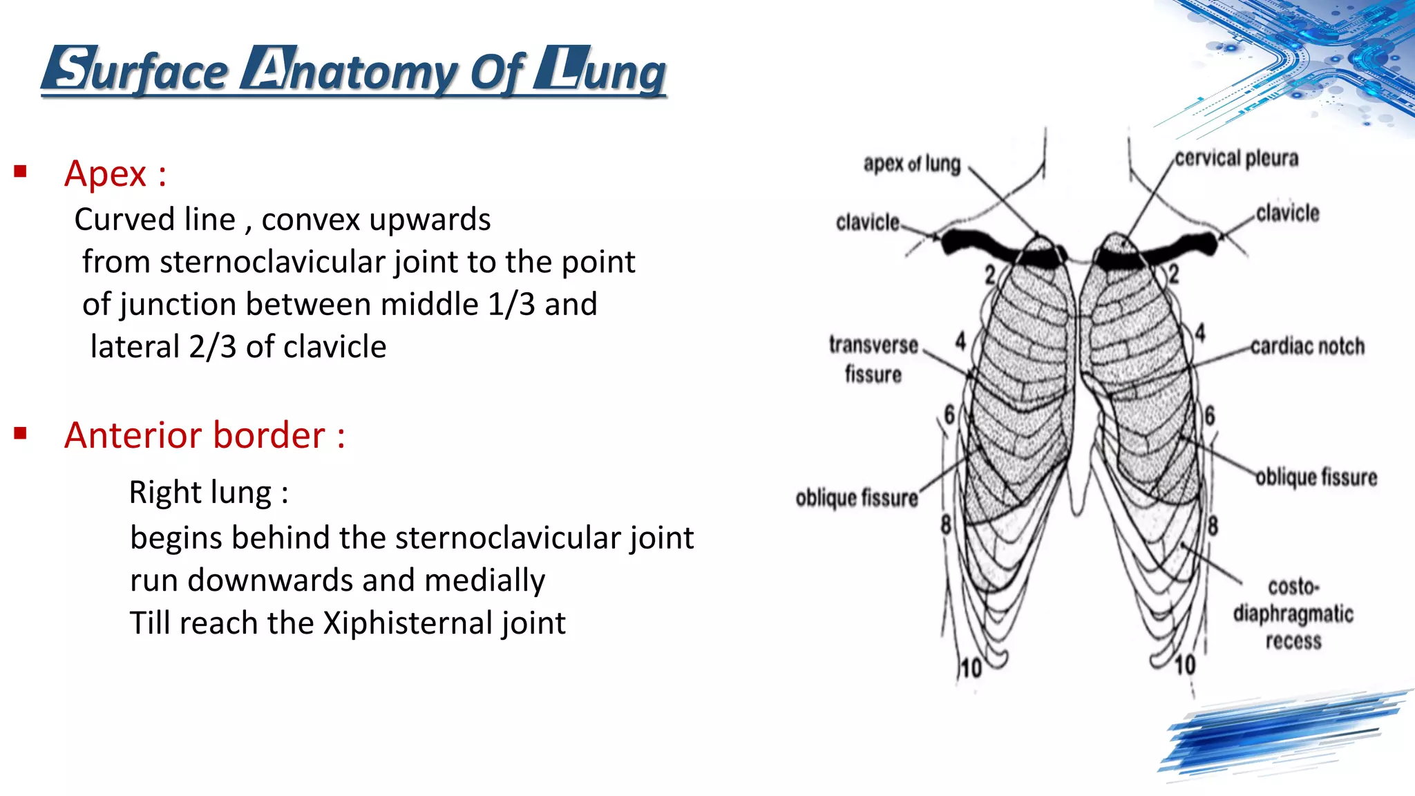 Surface anatomy of the lung and pleura | PDF