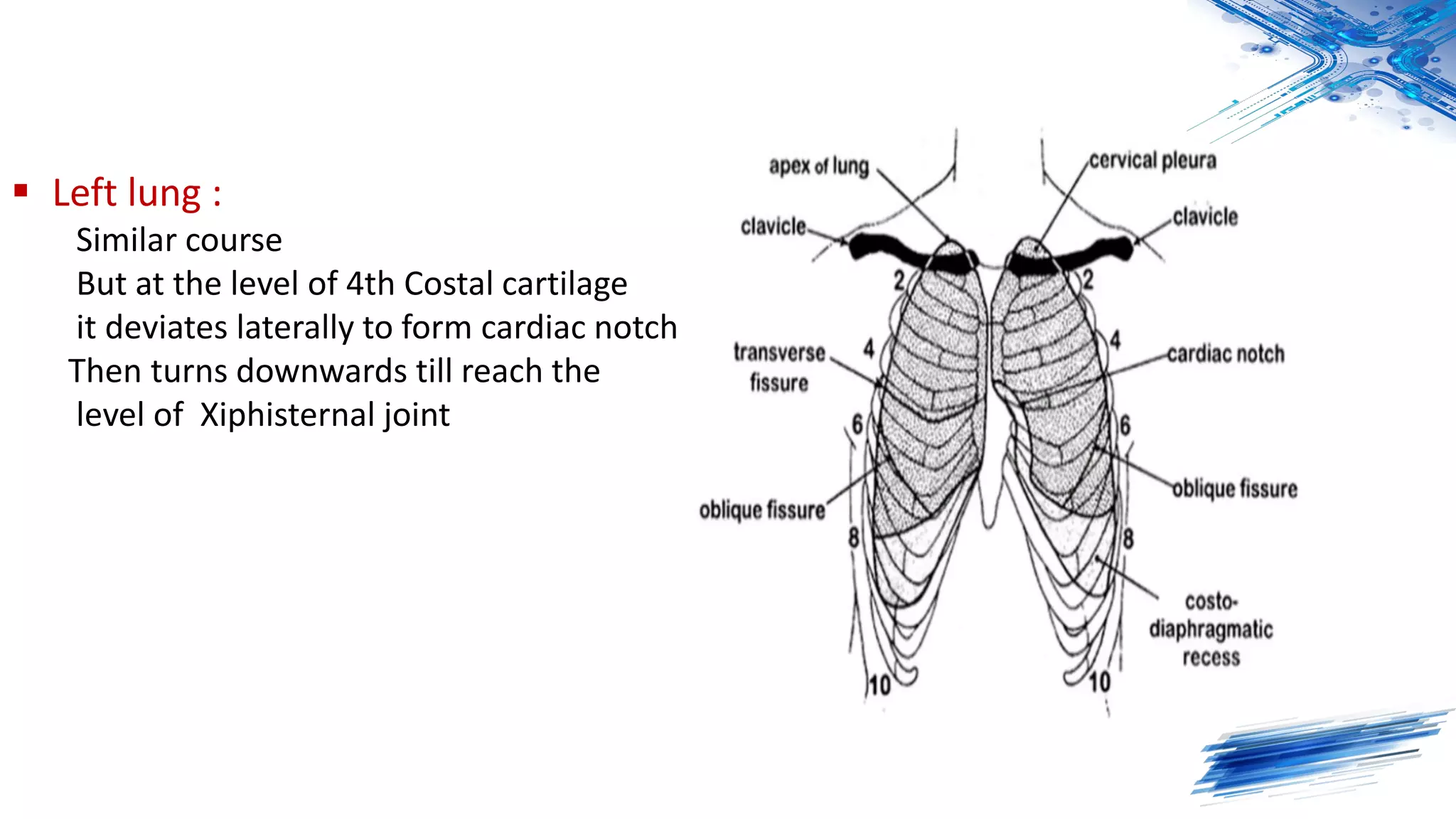 Surface anatomy of the lung and pleura | PDF