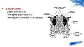 Surface anatomy of the lung and pleura | PDF