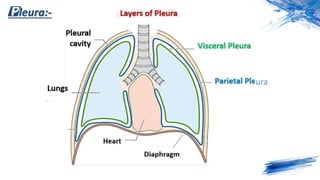 Surface anatomy of the lung and pleura | PDF