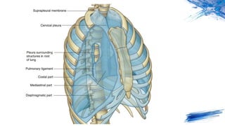 Surface anatomy of the lung and pleura | PDF