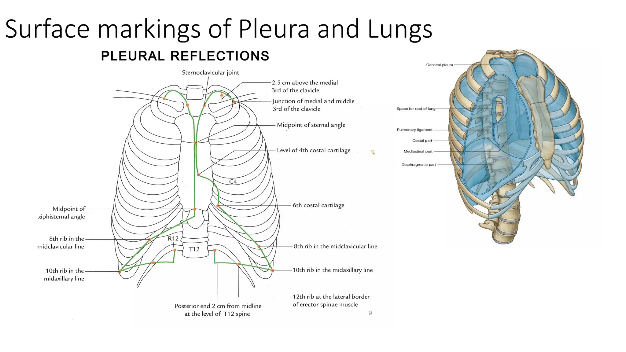 Surface Anatomy Of Thorax - Dr. Garv.pptx