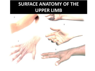 SURFACE ANATOMY OF UL 1.pptx - Repaired.pptx