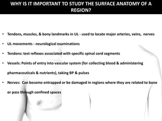 SURFACE ANATOMY OF UL 1.pptx - Repaired.pptx