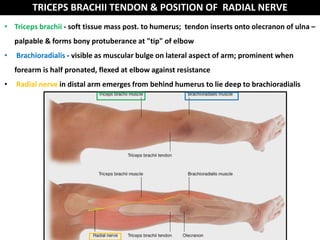 SURFACE ANATOMY OF UL 1.pptx - Repaired.pptx