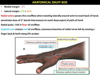 SURFACE ANATOMY OF UL 1.pptx - Repaired.pptx