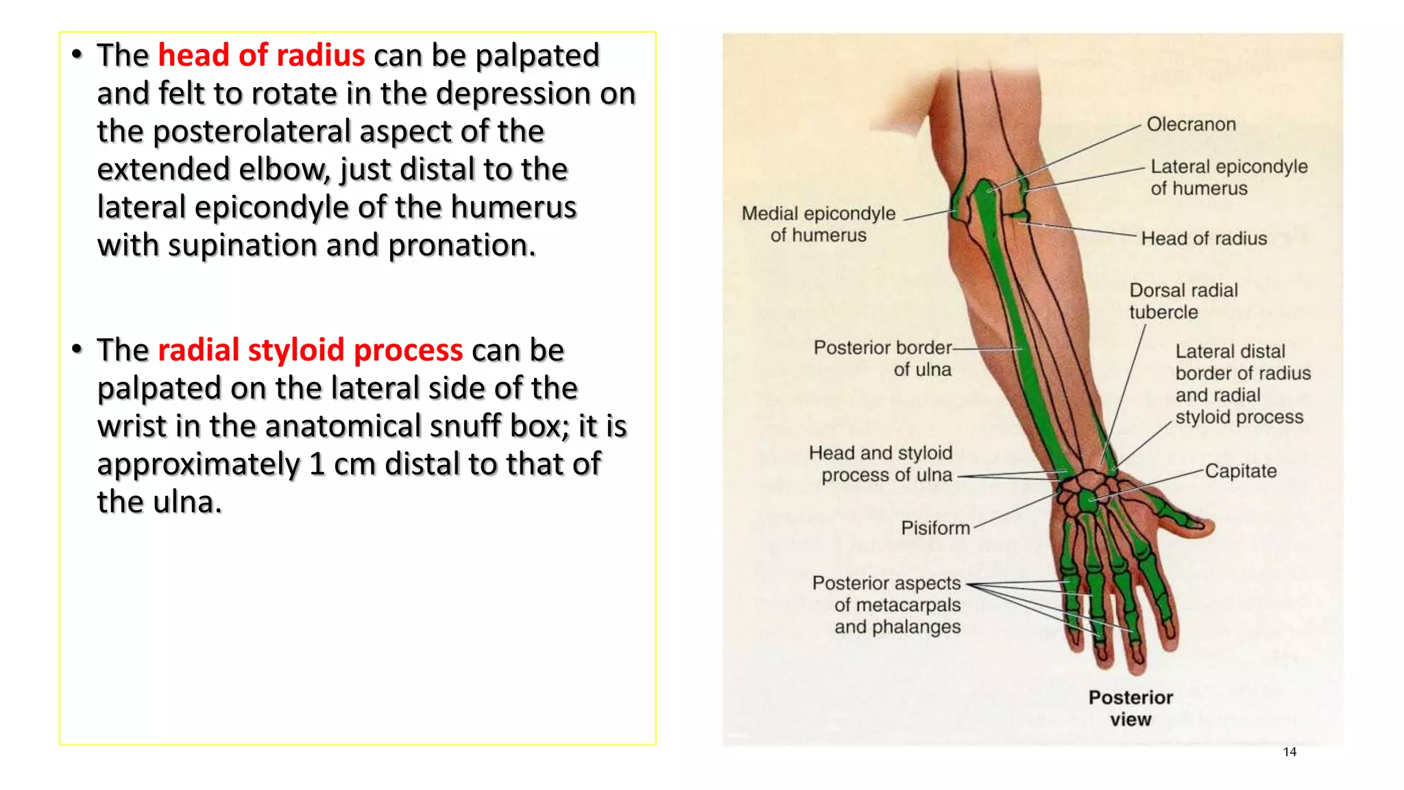Surface anatomy of upper limb | PPTX
