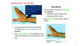 Surface anatomy of upper limb | PPTX
