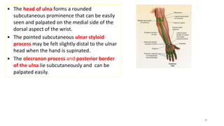 Head Of Ulna Surface Anatomy
