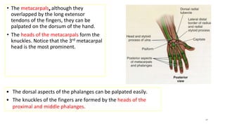 Knuckle Anatomy Surface