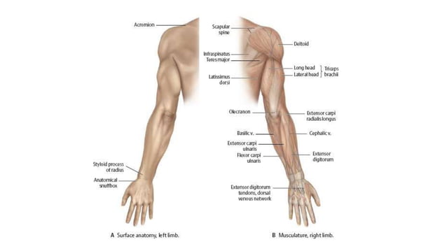 Surface anatomy of upper limb