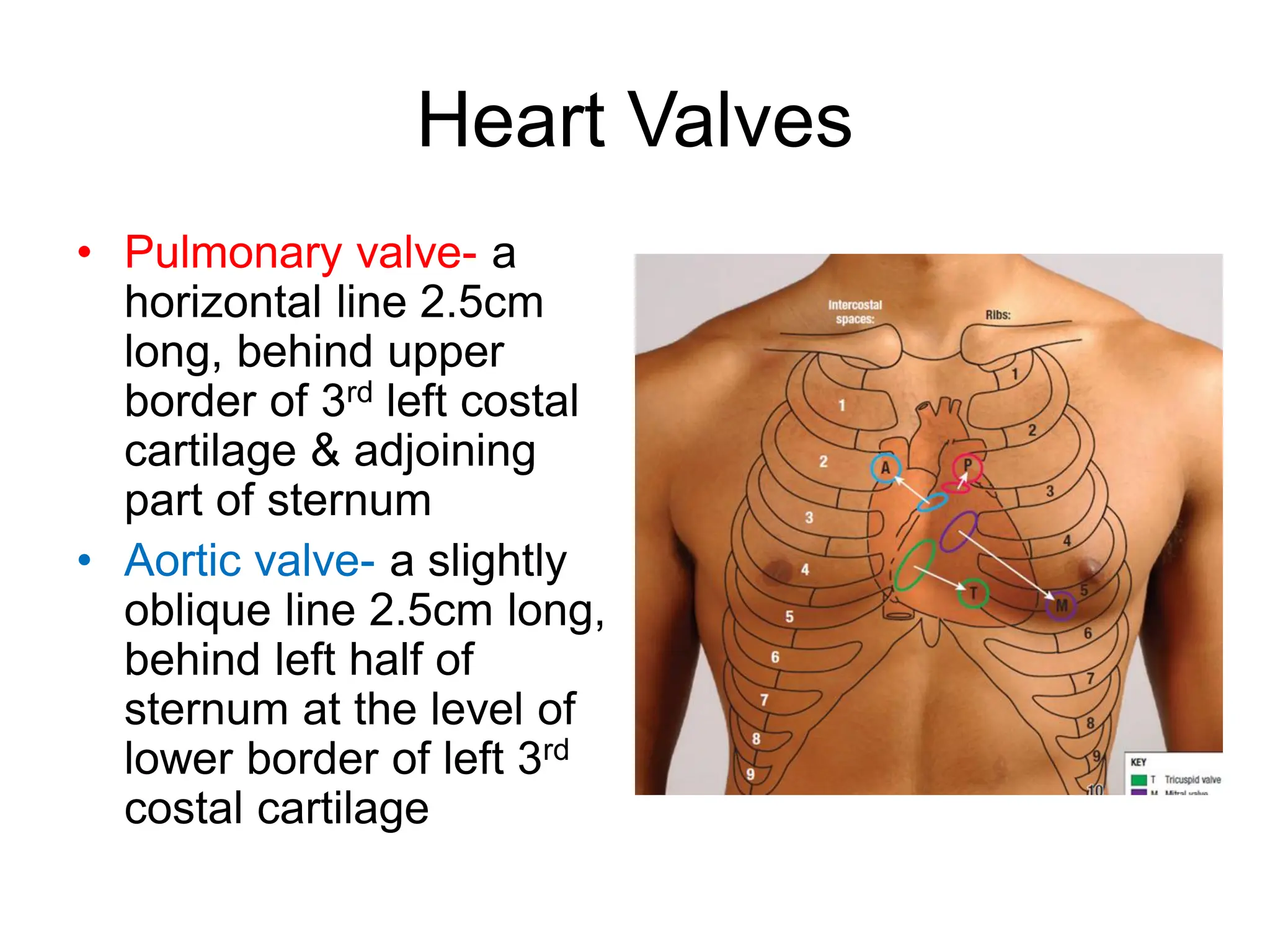 Surface anatomy( tele-aryangla info).pdf