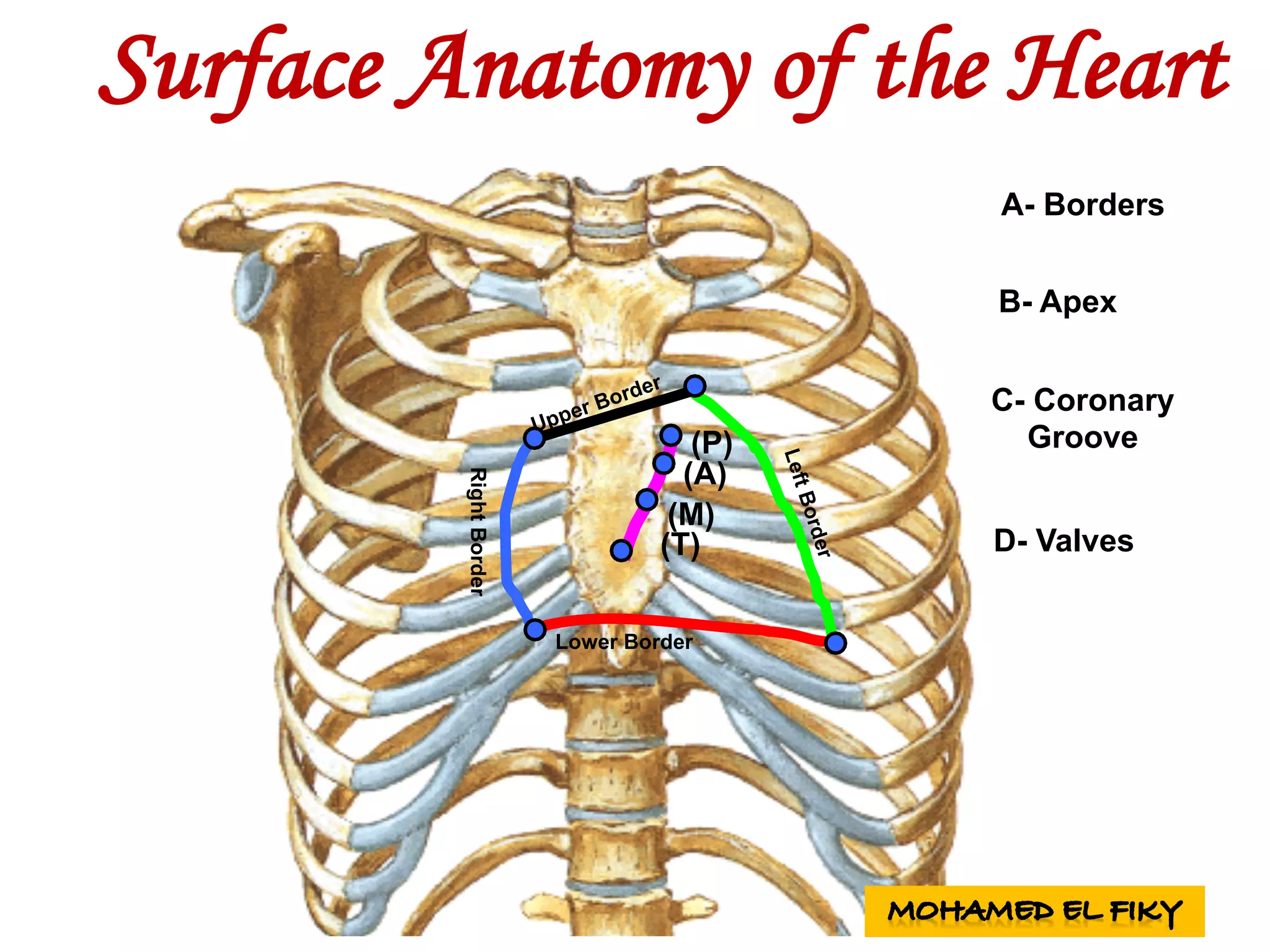 Surface anatomy of heart and lungs | PDF