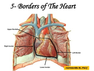 Surface anatomy of heart and lungs | PDF