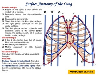 Surface anatomy of heart and lungs | PDF