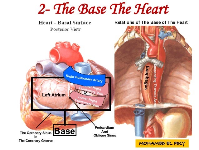 Surface anatomy of heart and lungs