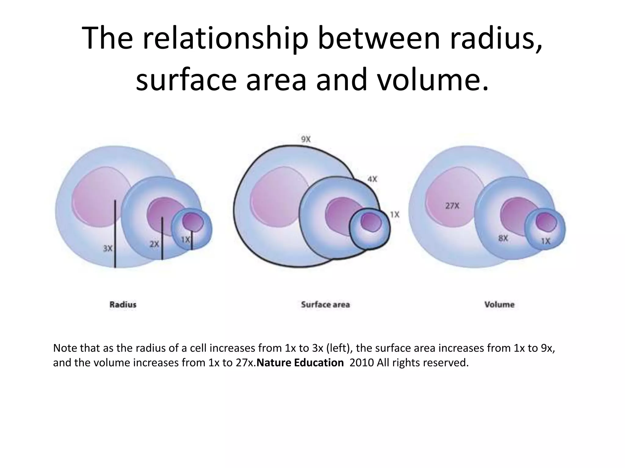 Surface area to volume ratio | PPTX
