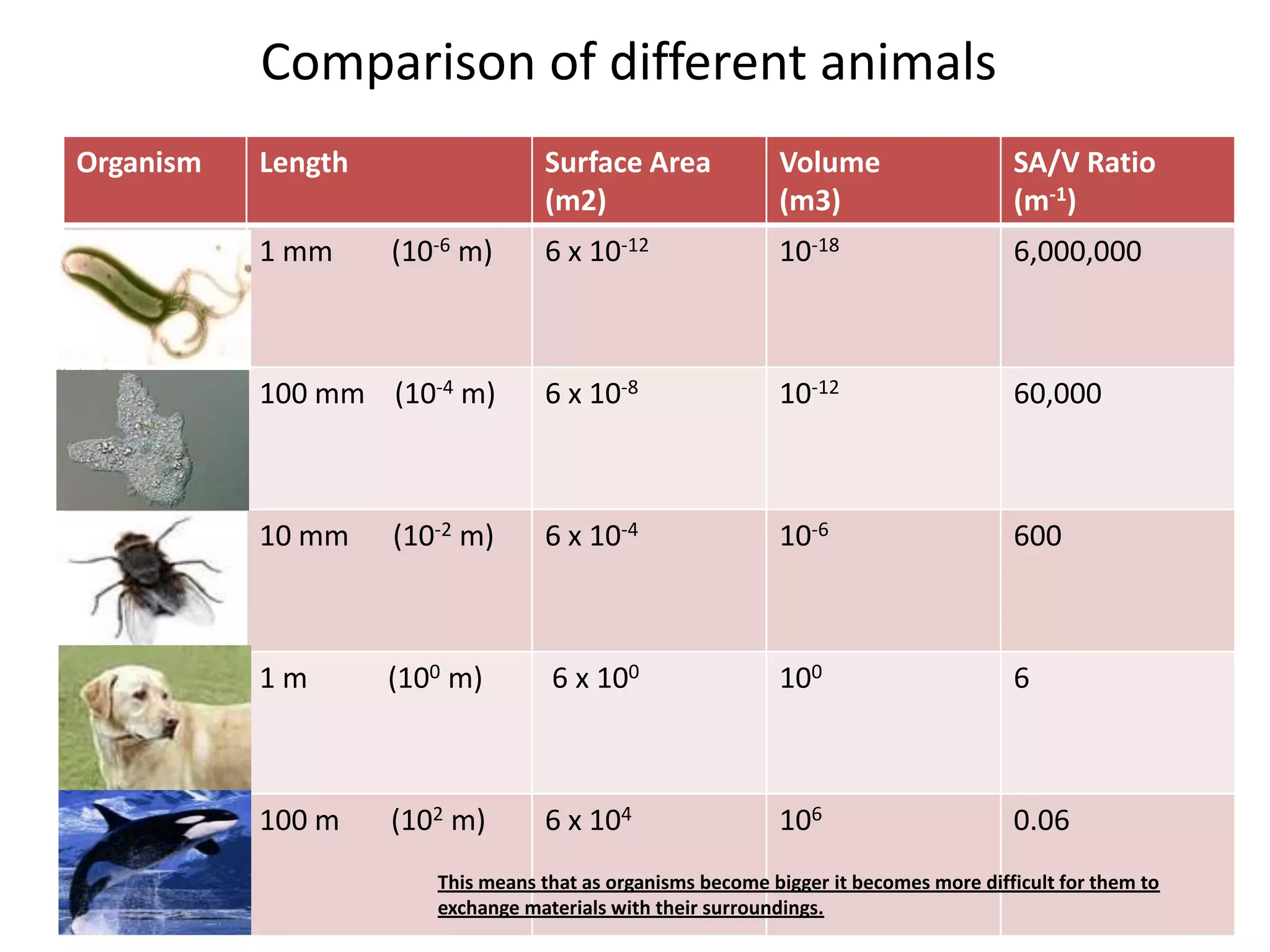 Surface area to volume ratio | PPTX