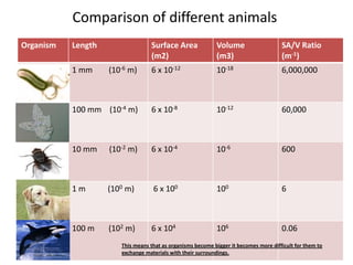 Surface area to volume ratio | PPTX