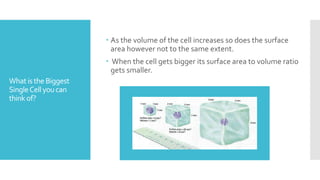 Surface area to volume ratio in biology powerpoint | PPTX
