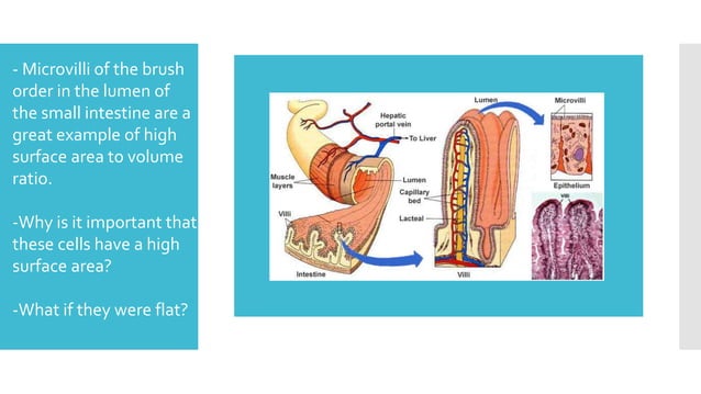 Surface area to volume ratio in biology powerpoint | PPTX