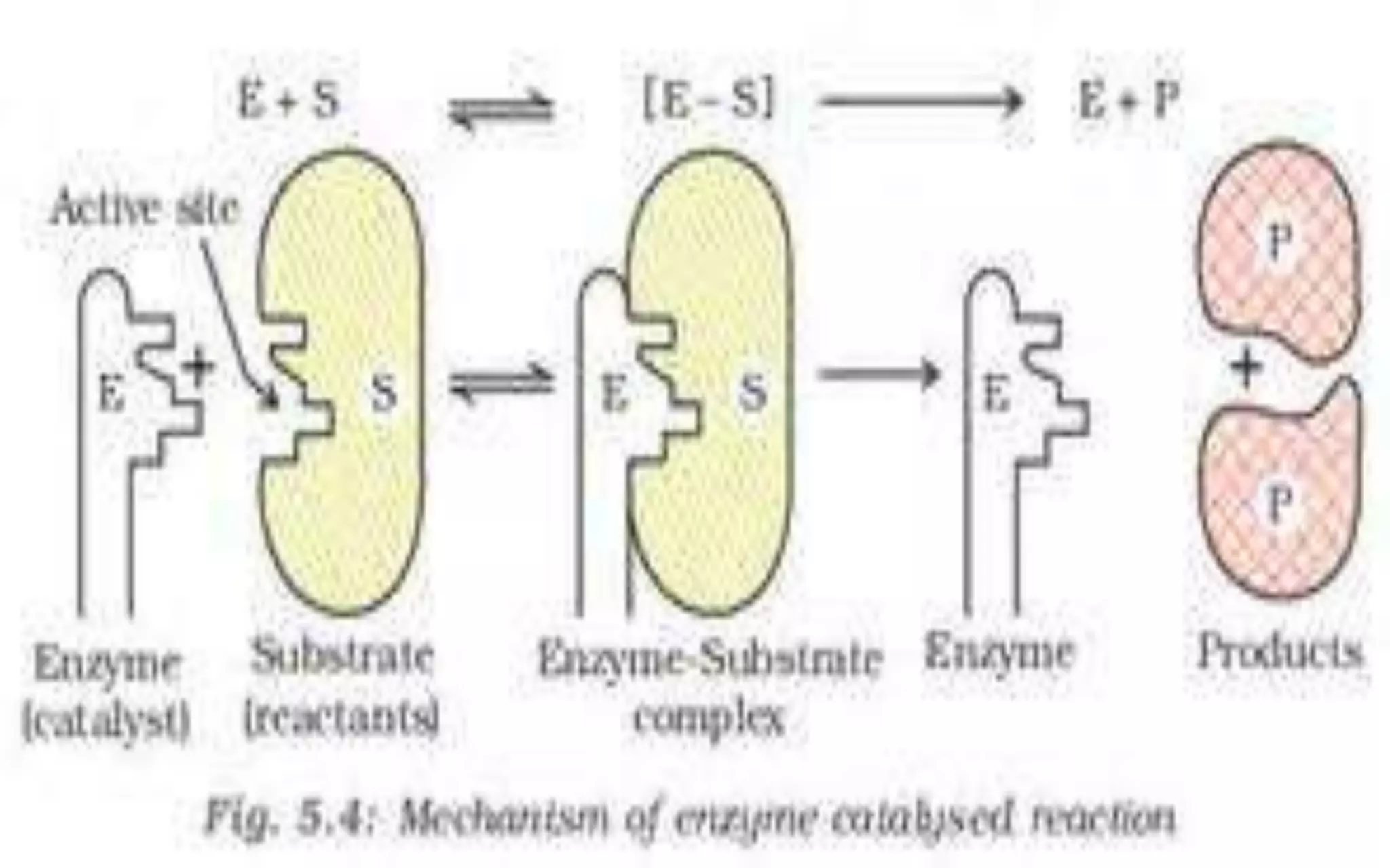 Surface chemistry ppt CLASS 12 CBSE CHAPTER 5 | PPTX