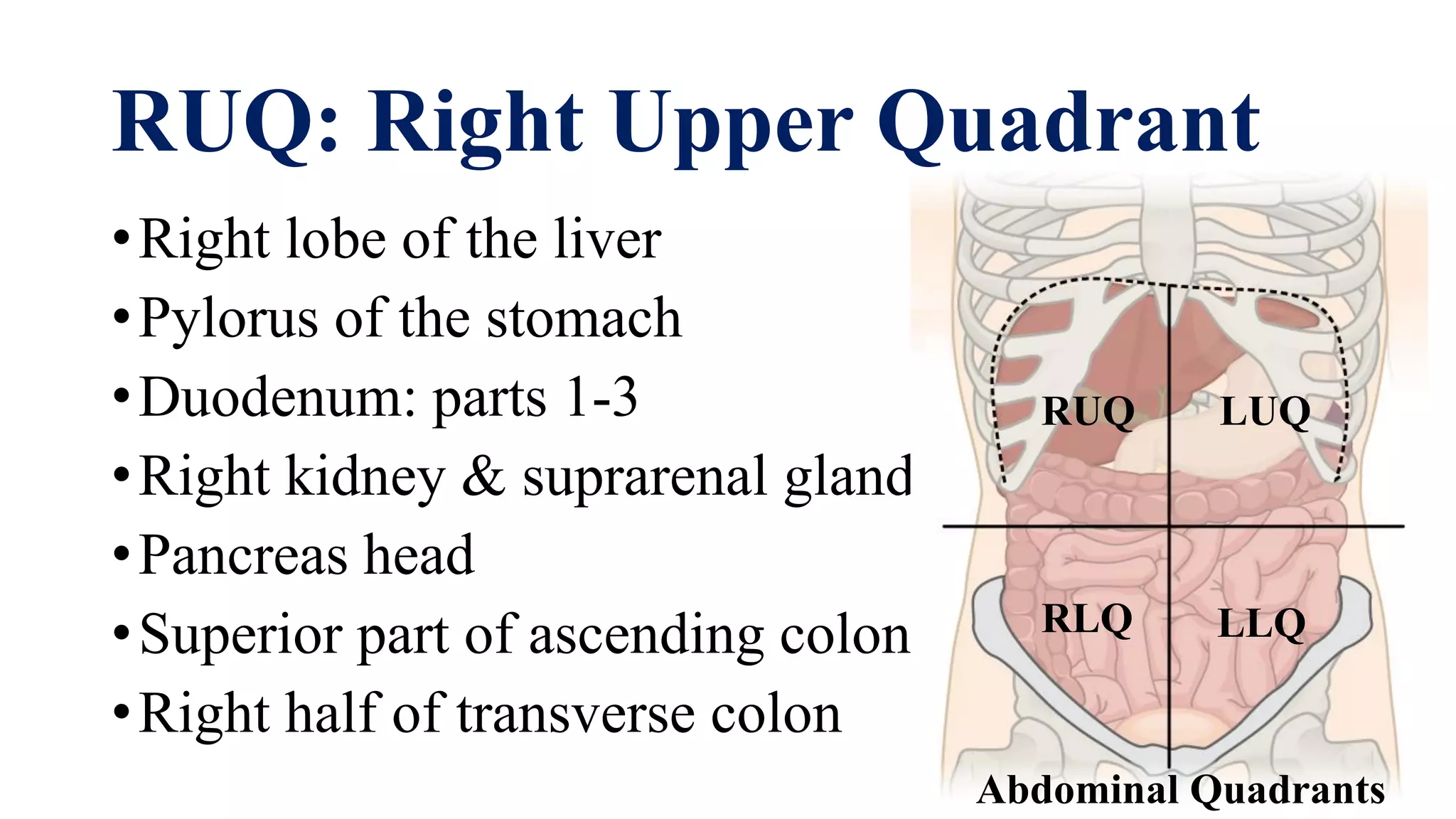 Surface landmark of the abdomen | PDF
