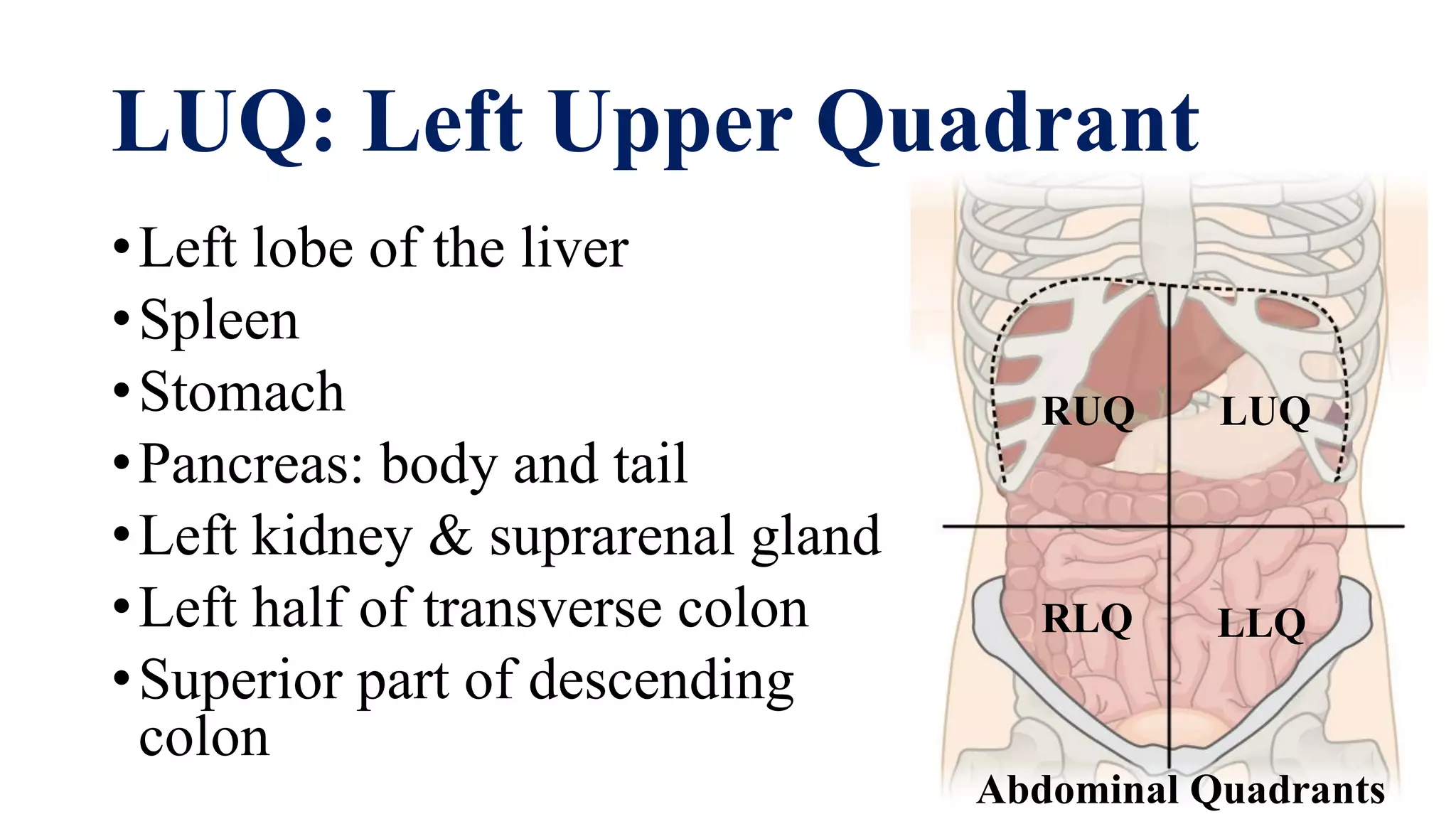 Surface landmark of the abdomen | PDF