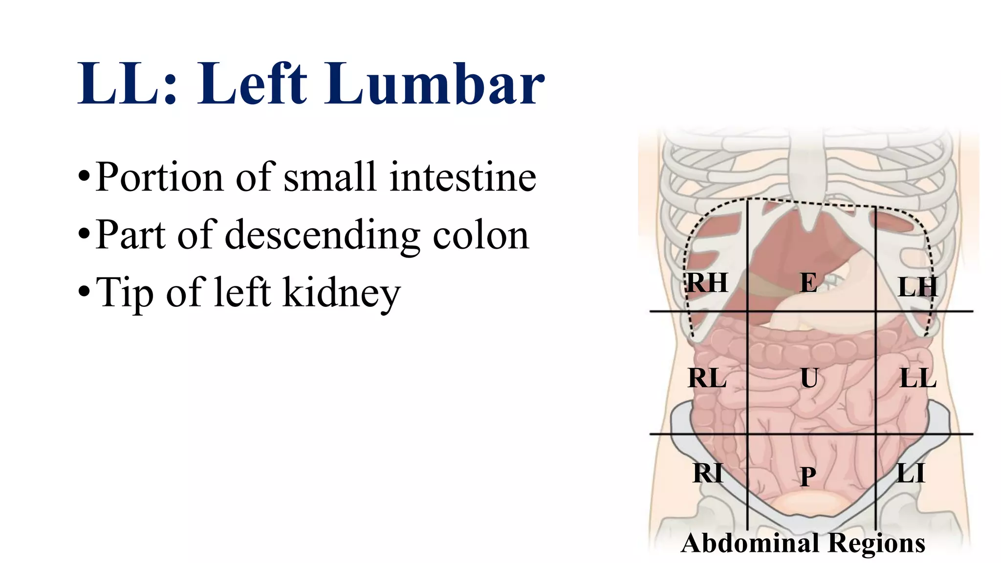 Surface landmark of the abdomen | PDF