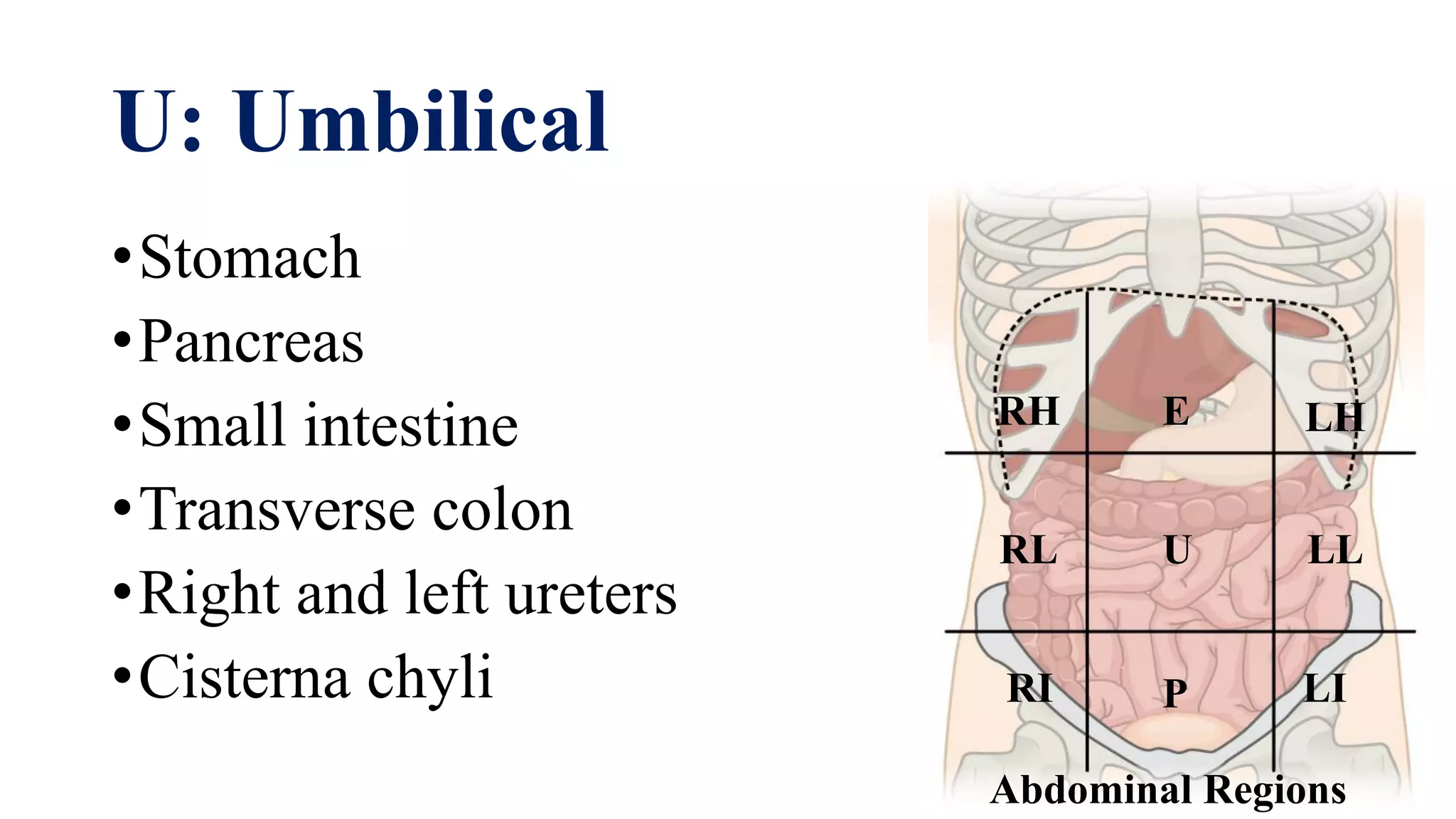 Surface landmark of the abdomen | PDF