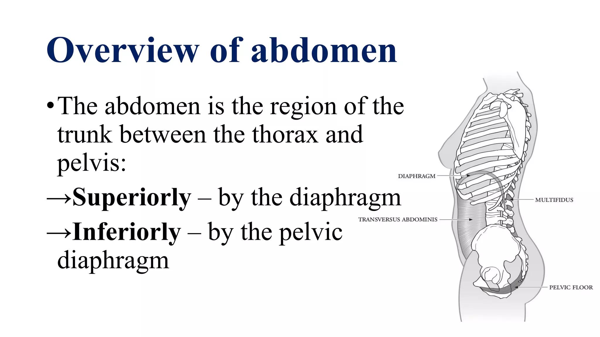 Surface landmark of the abdomen | PDF