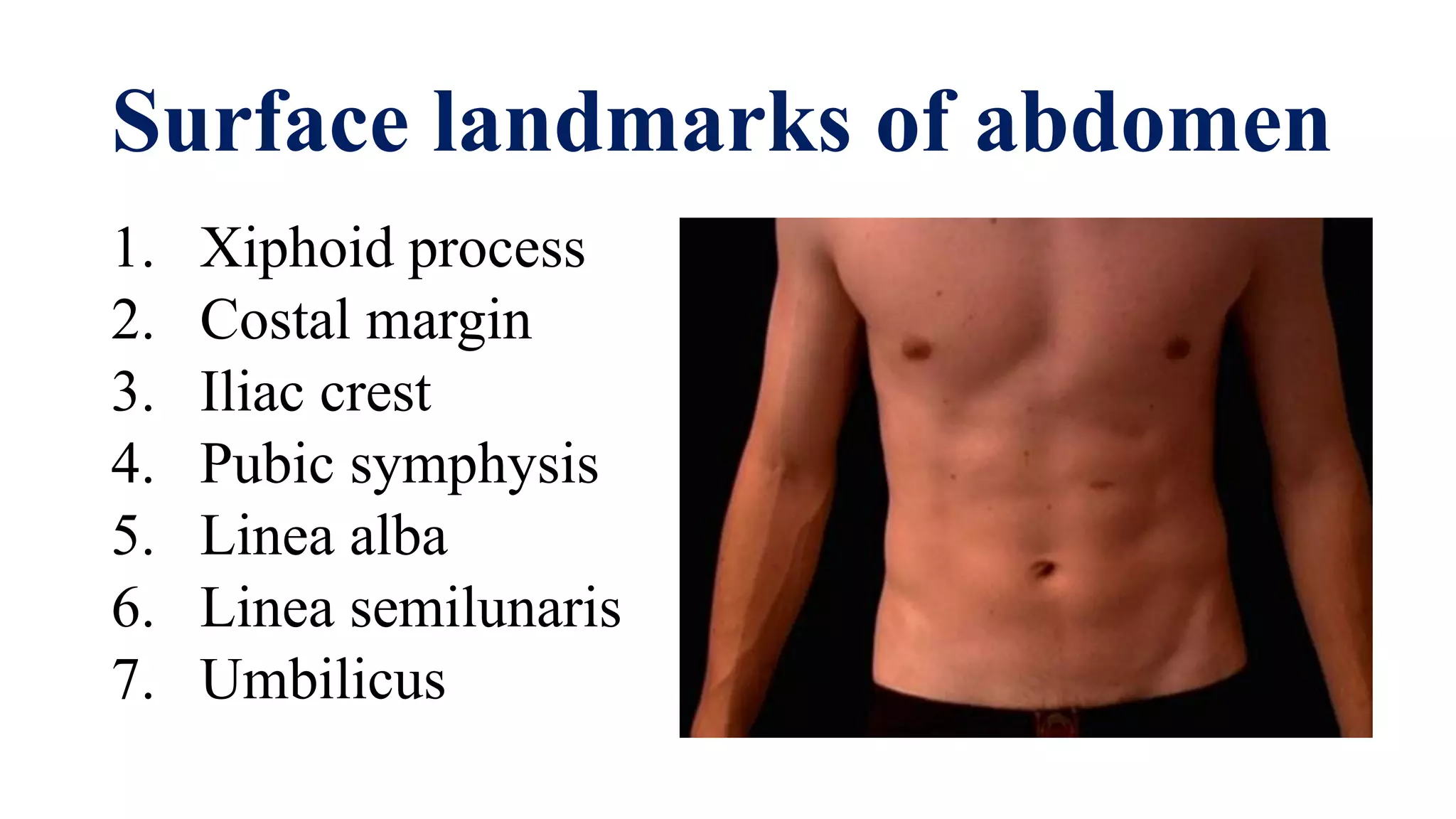 Surface landmark of the abdomen | PDF