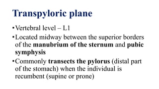 Surface landmark of the abdomen | PDF