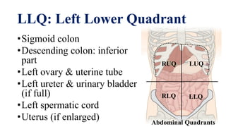 Surface landmark of the abdomen | PDF