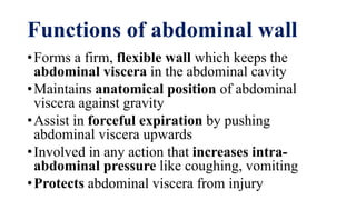Surface landmark of the abdomen | PDF