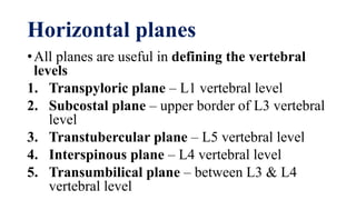 Surface landmark of the abdomen | PDF