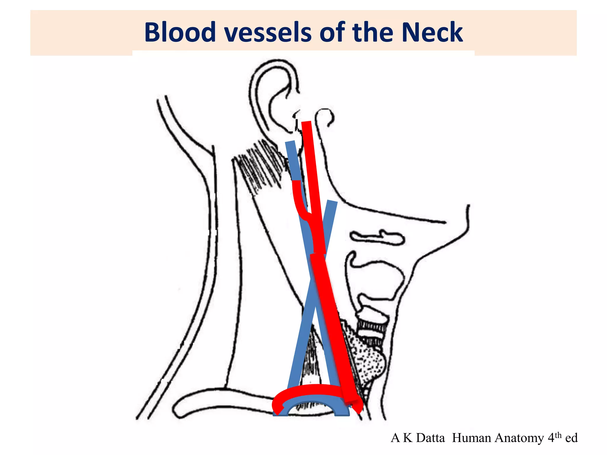 Surface marking Head Neck.ppt