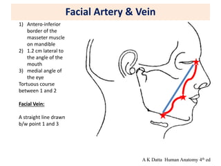 Surface marking Head Neck.ppt