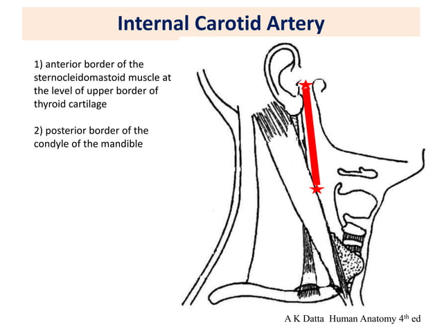Surface marking Head Neck.ppt | Death, Injury, or Military Conflict | Sensitive Topics